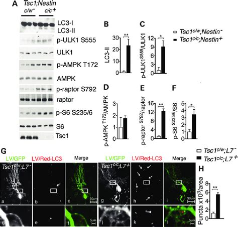 Lc3 Ii Increase In Brain Tissue Of Tsc Mouse Models A Western Blot
