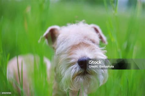 녹색 잔디에 야외 포즈 빨간 호수 지방 테리어 강아지의 초상화 레이크랜드테리어에 대한 스톡 사진 및 기타 이미지 레이크랜드테리어 개 개과 Istock