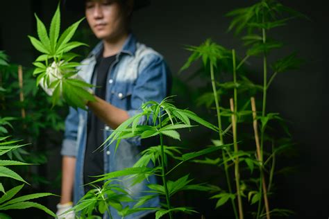 What Is Hemp Derived Delta 9 Thc 420 Method
