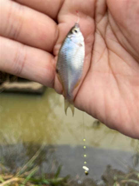おはぎキャッツ さんの 2024年10月23日のタイリクバラタナゴの釣り・釣果情報茨城県 茨城県つくばみらい市近辺 アングラーズ