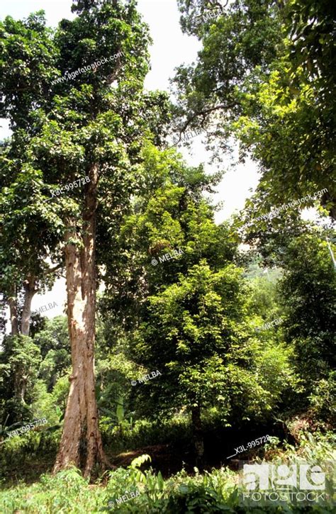 Mayapis Tree