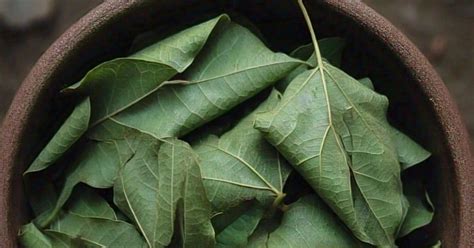 Drumstick Drumstick Leaves Benefits For Skin Eyes Weight Loss Sa