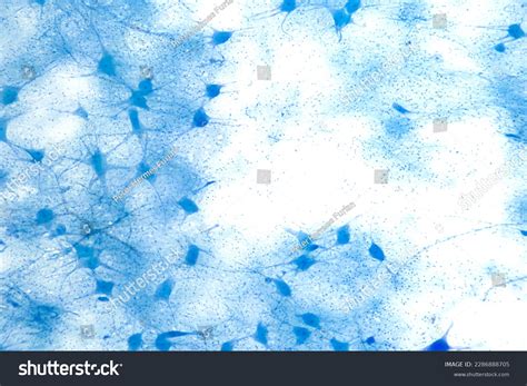 Neuron Light Microscope