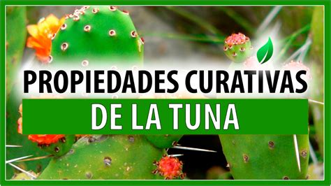 Propiedades Curativas De La Tuna🌿 Para Que Sirve La Tuna Youtube