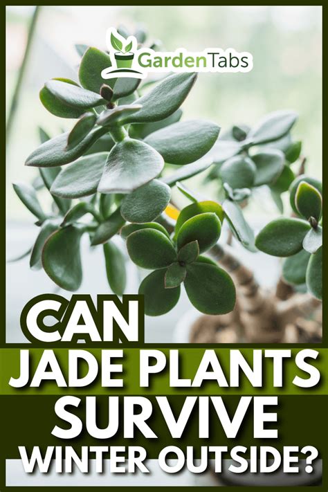 Can Jade Plants Survive Winter Outside