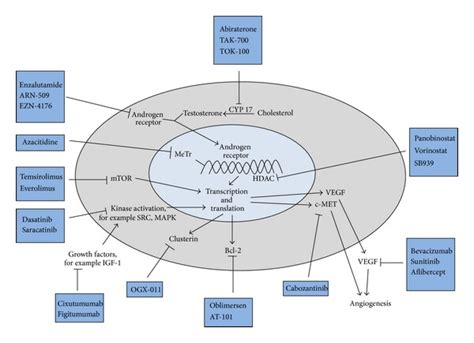 Emerging Molecularly Targeted Therapies In Castration Refractory