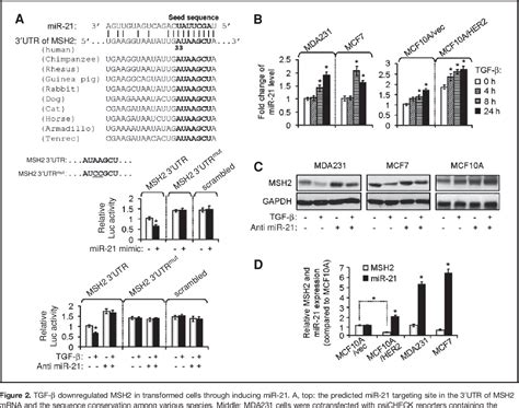 Figure 2 From Context Dependent Bidirectional Regulation Of The Muts