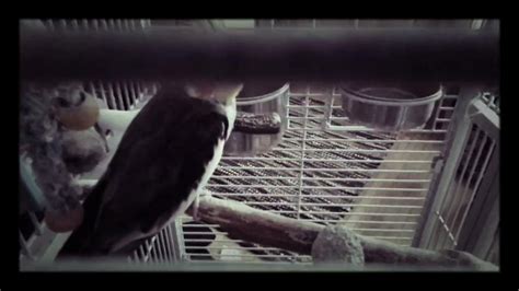 Pikachu Bird Youtube