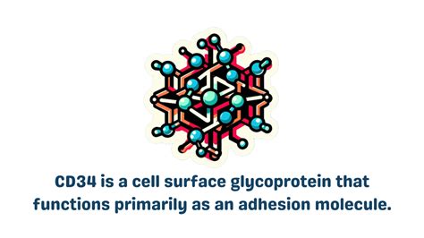 Everything You Need To Know About Cd34 Trailhead Biosystems