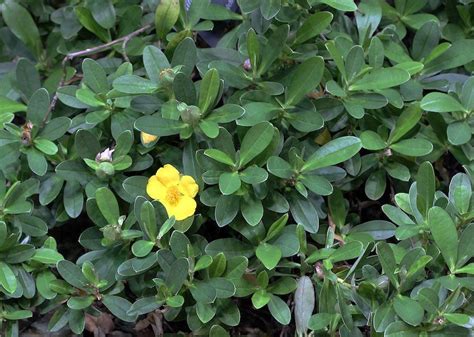 11 Australian Native Climbing Plants And Vines For Your Garden