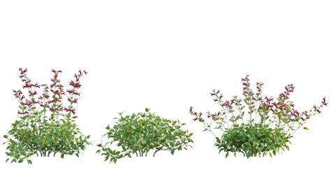 Salvia Wendy Wish Sage Wendy Wish 02 3d Model Cgtrader