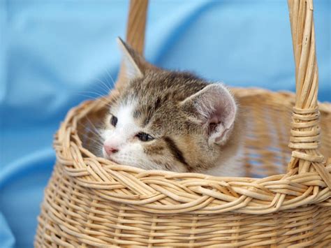 Cat In Hammock Stock Photo Image Of Relax Mammal Veterinario 560828