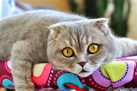 Orange Tabby Scottish Fold
