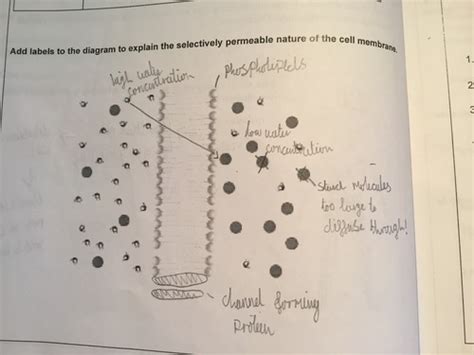 Selectively Permeable Membrane Flashcards Quizlet