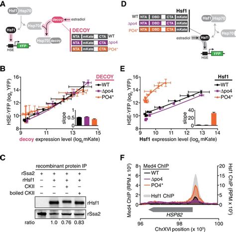 Dynamic Control Of Hsf1 During Heat Shock By A Chaperone Switch And