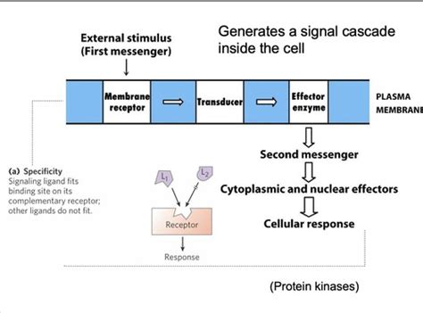 Chapter 12 Flashcards Quizlet