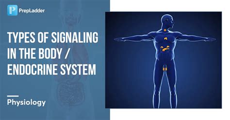 Types Of Signaling In The Body Endocrine System Prepladder