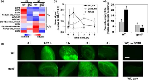 Evidence For The Involvement Of Singlet Oxygen 1o2 In The Response To