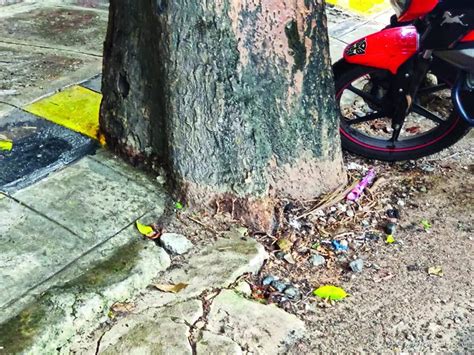 Pending Promise Free The Tree Bases