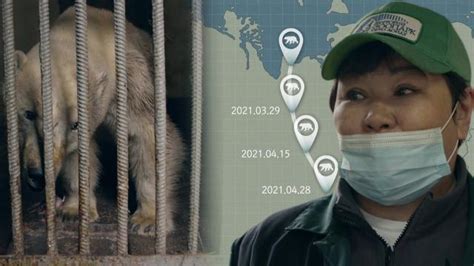 가디언즈 오브 툰드라 북극의 빙하를 누벼야 할 북극곰 먼 거리 이동해 마을로 온 비극 Sbs