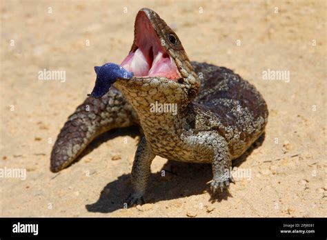 Trachydosaurus Rugosus Fir Cone Lizard Fir Cone Skink Stutzechse