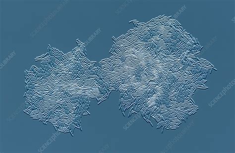 Lactobacillus Probiotic Bacteria Light Micrograph Stock Image C038