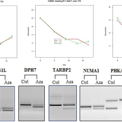 Ezh2 Mutations In Hematological Malignancies Ezh2 Has Several Download Scientific Diagram