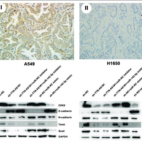 Go And Kegg Pathway Enrichment Analysis For Myoslid Related Mrnas Based