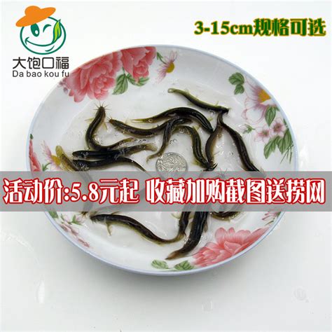 泥鳅苗养殖 筏钓小泥鳅青鳅圆泥鳅黄鳅鱼放生泥鳅 观赏鱼活体饲料 小编推荐 Wepost 全民代运 马来西亚中国淘宝代运与集运专家