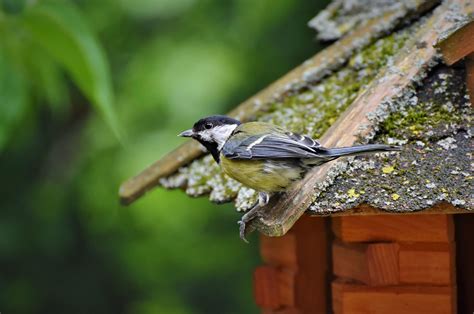 Great Tit Feeding Small Free Photo On Pixabay Pixabay