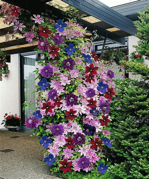 Yaban Asması Inspirasi Taman Pertamanan Ide Desain Kebun