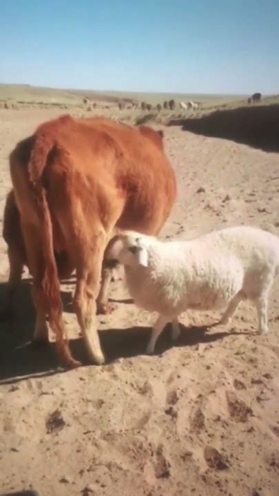 Сиыр мен қой Youtube