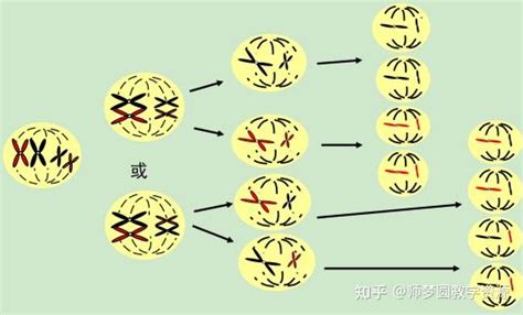 人教版高中生物必修2《二 受精作用》优质课公开课课件、教案 知乎