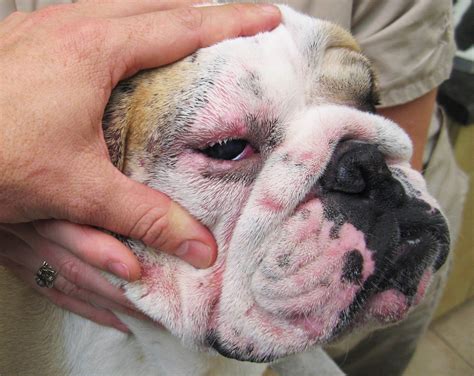 Is Blepharitis Contagious In Dogs