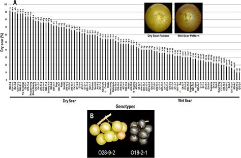 A Characterization Of Scar Pattern Sp Trait Among Muscadine