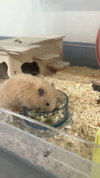 편식하는 햄스터 두두 골든햄스터 햄스터 햄토리 해바라기씨 Youtube