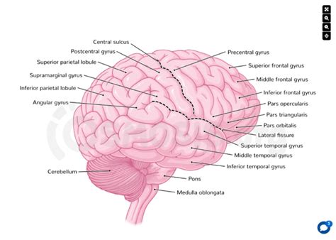 Anatomy Of The Cerebral Cortex Video Causes And Meaning Osmosis 3 Pdf