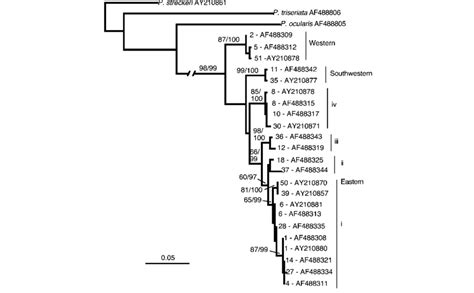 Maximum Likelihood Phylogram For 23 Exemplar P Crucifer Haplotypes
