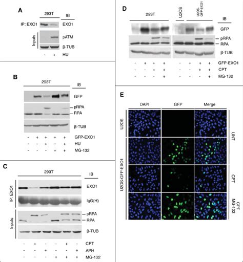 Camptothecin Targets Exo1 For Proteasome Mediated Degradation A Download Scientific Diagram