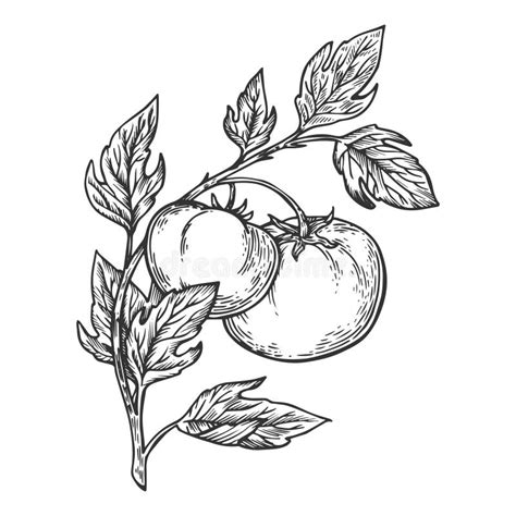 Tomato Plant Stock Illustrations 48284 Tomato Plant Stock