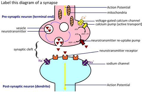 65 Neurons And Synapses Ppt Download