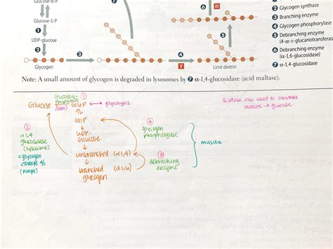 Best Way To Annotate Usmle Step 1 First Aid For Studying Lily In Medicine