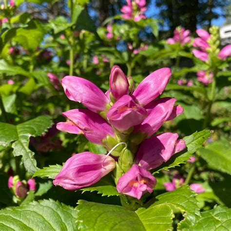 Turtlehead Pink Chelone Lyonii Mother Earth News