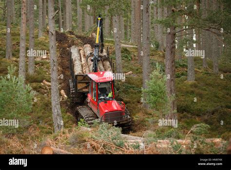 Logging Truck Transporting Tree Logs In A Woodland Forest Stock Photo Alamy