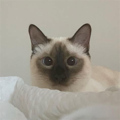 더위에 지친 고양이 무한 눕방 통후추 네이버 블로그
