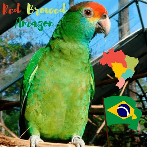 Red Browed Amazon Amazona Rhodocorytha Amazon Parrot