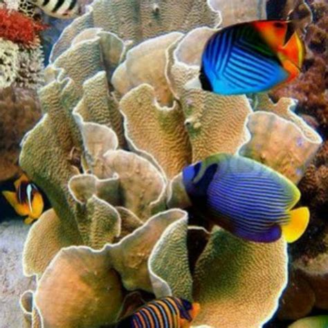 Pin De Beth Tironi Em Nauticos Peixes Marinhos Peixes Tropicais Criaturas Marinhas