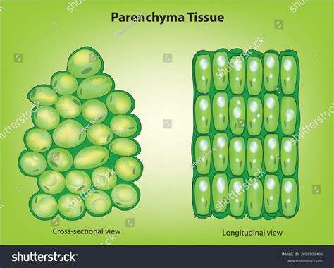 Parenchyma Tissue