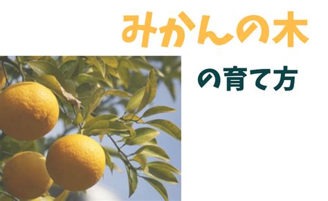 【簡単！】みかんの木の育て方｜大家族ゆうり家ドタバタ4人男子育て生活