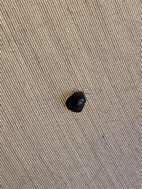 Tick Oxford Nc Lamp Shade R Bugidentification